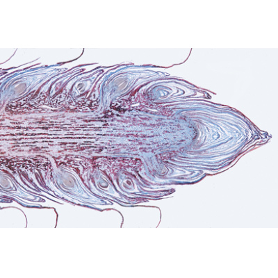 3B Angiospermae Gymnospermae Microscope Slides - LabWorld.co.uk
